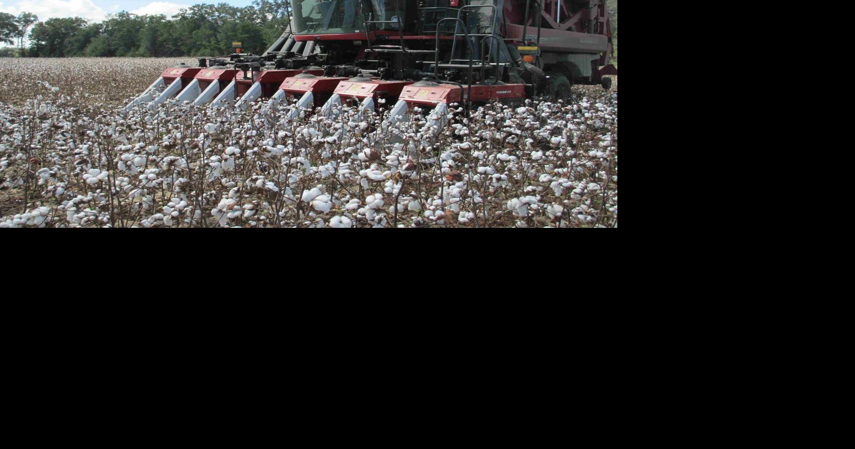 Cotton Stalk Residue as a Winter Feed Resource | Cow/Calf Corner ...