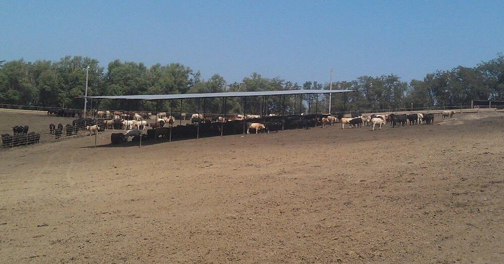 Sizing and Siting a Shade Structure | Feedlot Special | feedlotmagazine.com