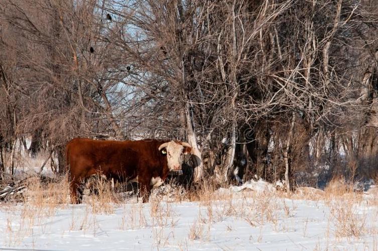 Scrotal Frostbite Can Hinder Fertility | Cow/Calf Corner ...