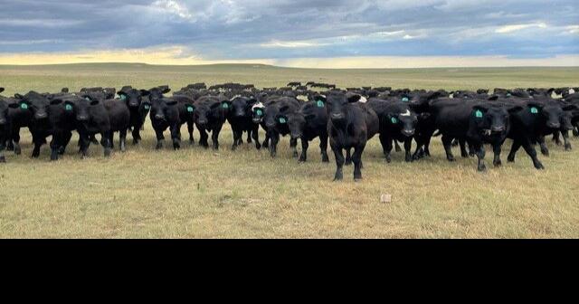 Making Money in the Cattle Business: Part 1 - Buy Low and Sell High ...