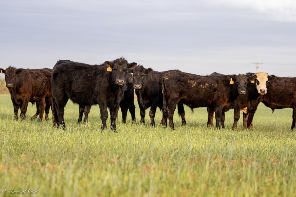 Moldy Feed and the Potential Effects on Cattle | Management ...