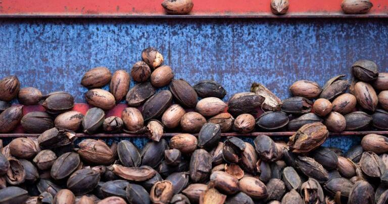 2023 Update on Texas Pecan Production, Prices and Pests | Industry News ...