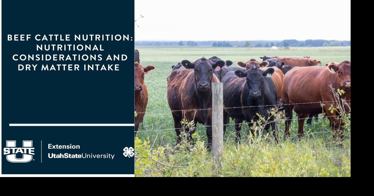 Beef Cattle Nutrition: Nutritional Considerations and Dry Matter Intake ...
