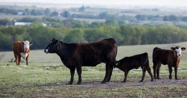 Blackleg and Other Clostridial Diseases of Young Calves | Cow/Calf ...