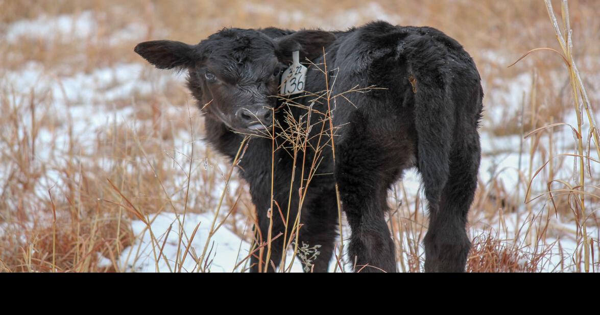 Understanding Scours | Cow/Calf Corner | feedlotmagazine.com