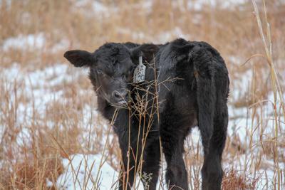 Understanding Scours | Cow/Calf Corner | feedlotmagazine.com