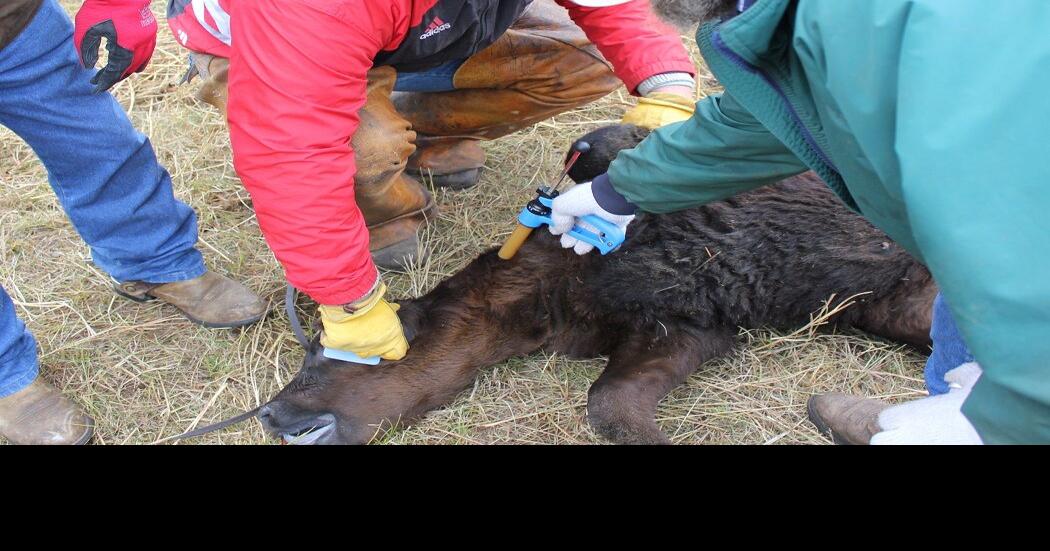 Nebraska BQA: Calf Processing/Branding Time | News | feedlotmagazine.com