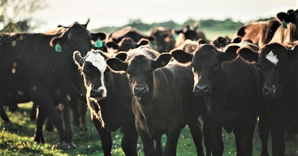 Cattle and Beef Market Margins | Industry News | feedlotmagazine.com