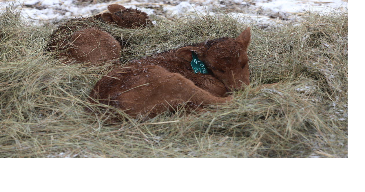 How To Use Night Feeding to Increase Daytime Calving | Management ...