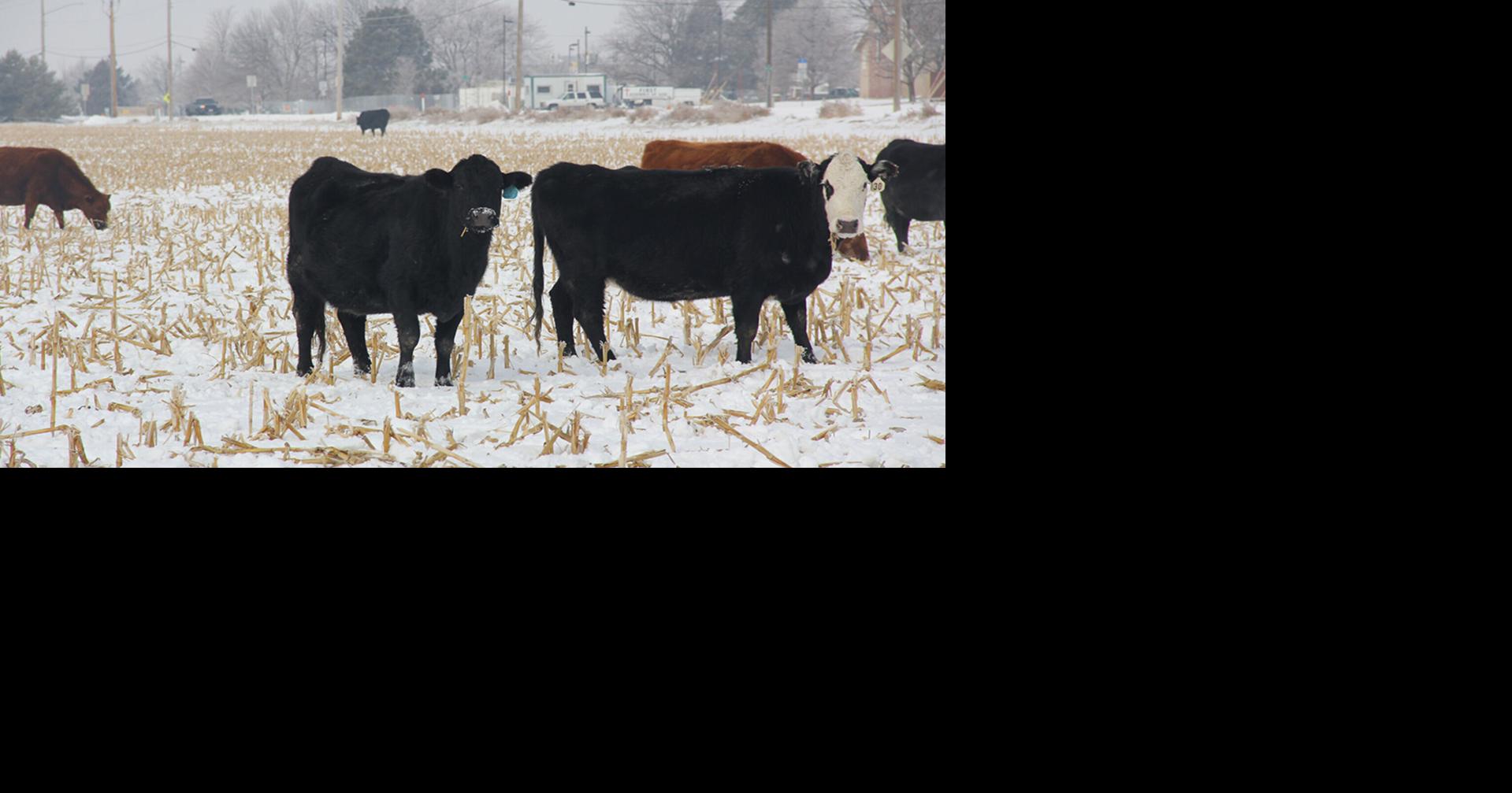 Keys for Corn Stalk Grazing | Cow/Calf Corner | feedlotmagazine.com