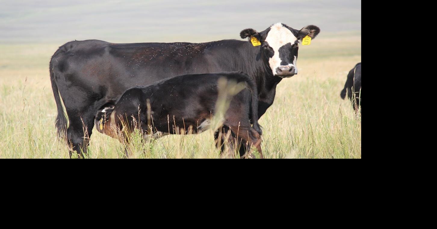 Adding Value To Your Calf Crop | Cow/Calf Corner | feedlotmagazine.com