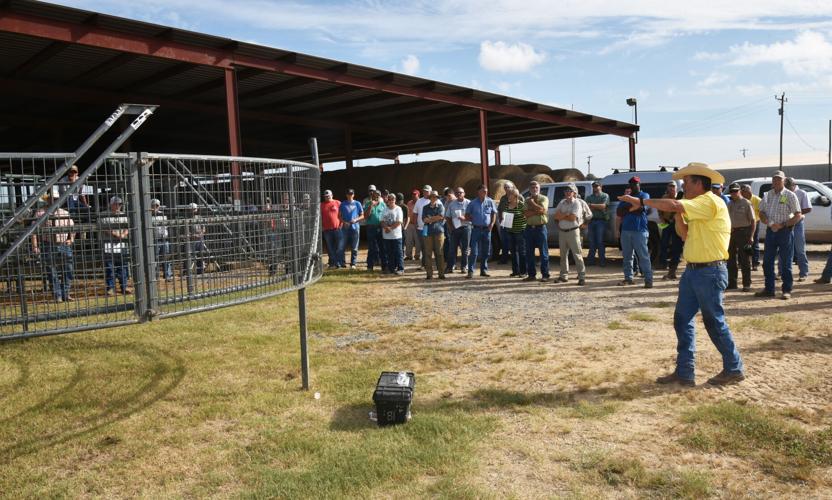 Feeding quality hay can reduce waste | Management | feedlotmagazine.com