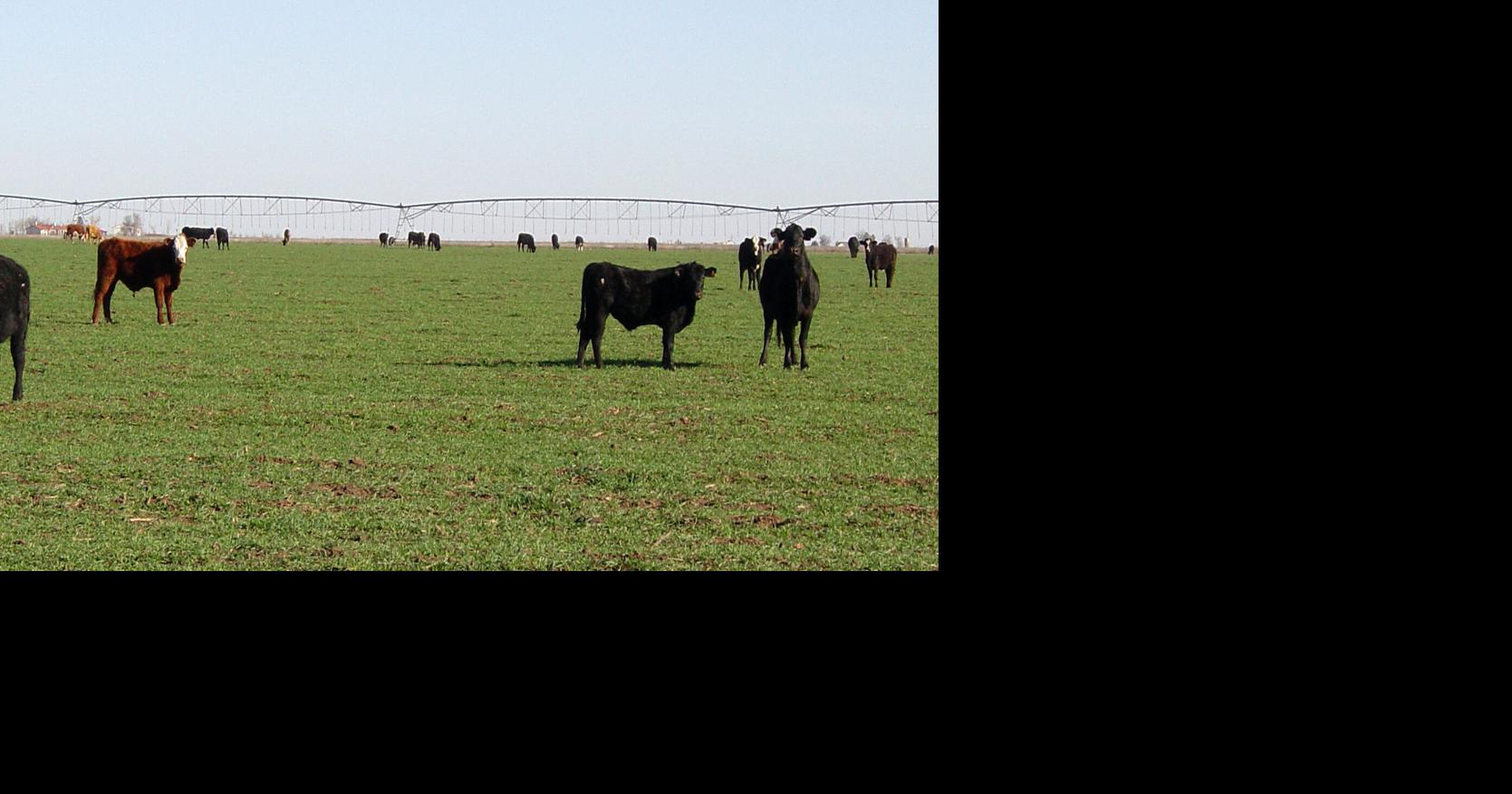 Planting Wheat When Grazing is the Goal | Stocker Special ...
