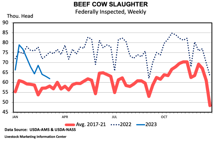 Beef Cow, Heifer, and Steer Cattle Slaughter | Industry News ...