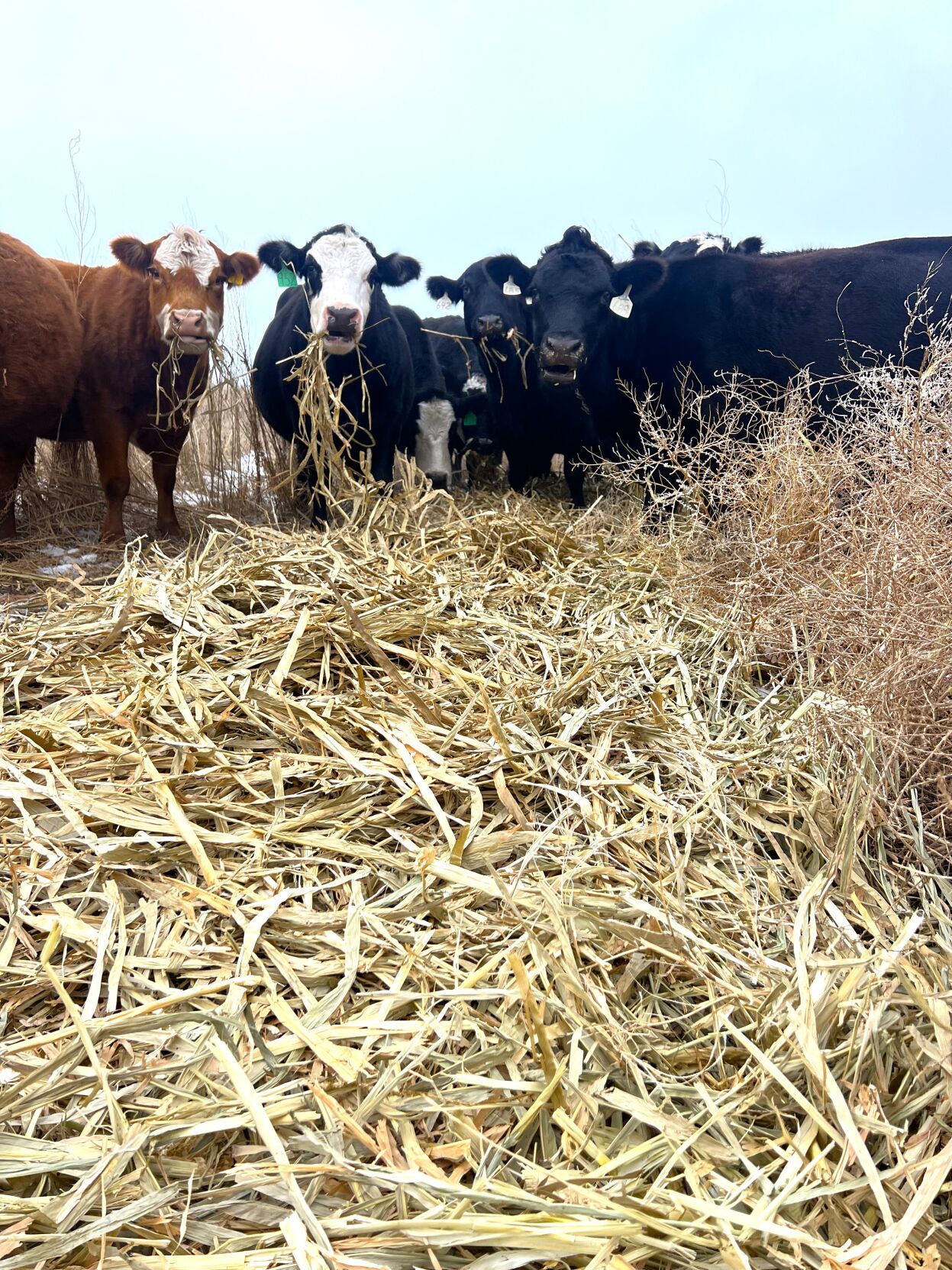 Three Tips for Better Cow Nutrition | Cow/Calf Corner | feedlotmagazine.com
