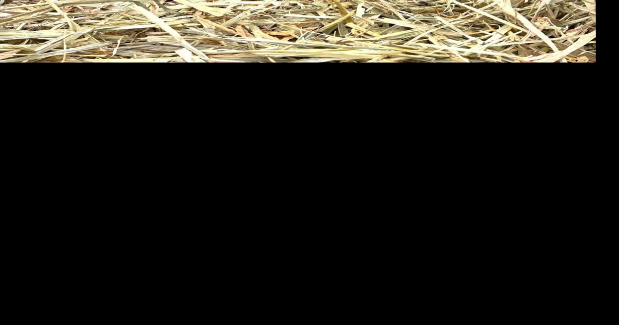 Cull Cows – Right Way Right Time | Cow/Calf Corner | feedlotmagazine.com