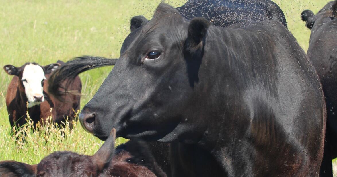Improve Performance With Effective Fly Control for Cattle | Company ...