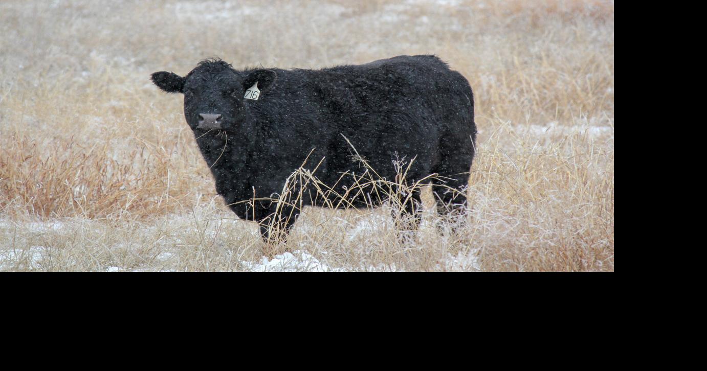 Know the Signs of Impending Calving in Cows or Heifers | Cow/Calf ...