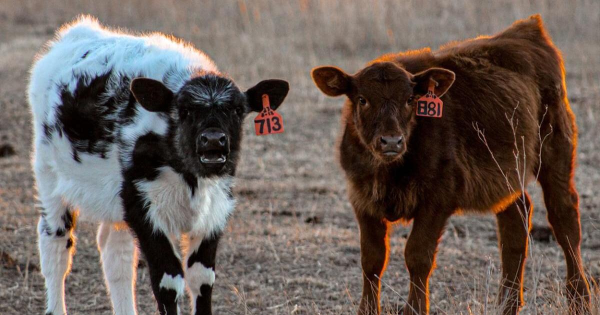 Combatting Drought Conditions With Early Weaning | Cow/Calf Corner ...