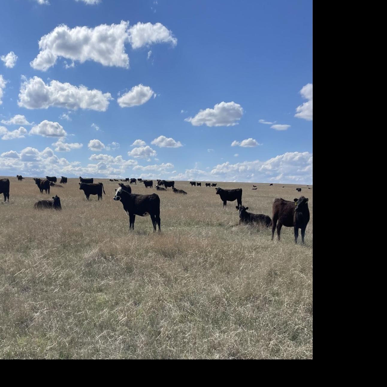 News | feedlotmagazine.com