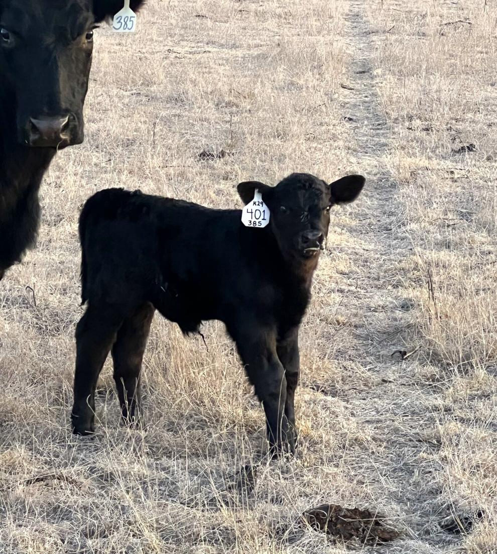 Across Breed EPD Adjustment Factors | Cow/Calf Corner | feedlotmagazine.com