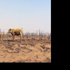 Wildfires Exacting A Toll On Texas Panhandle Producers | Cow/Calf ...
