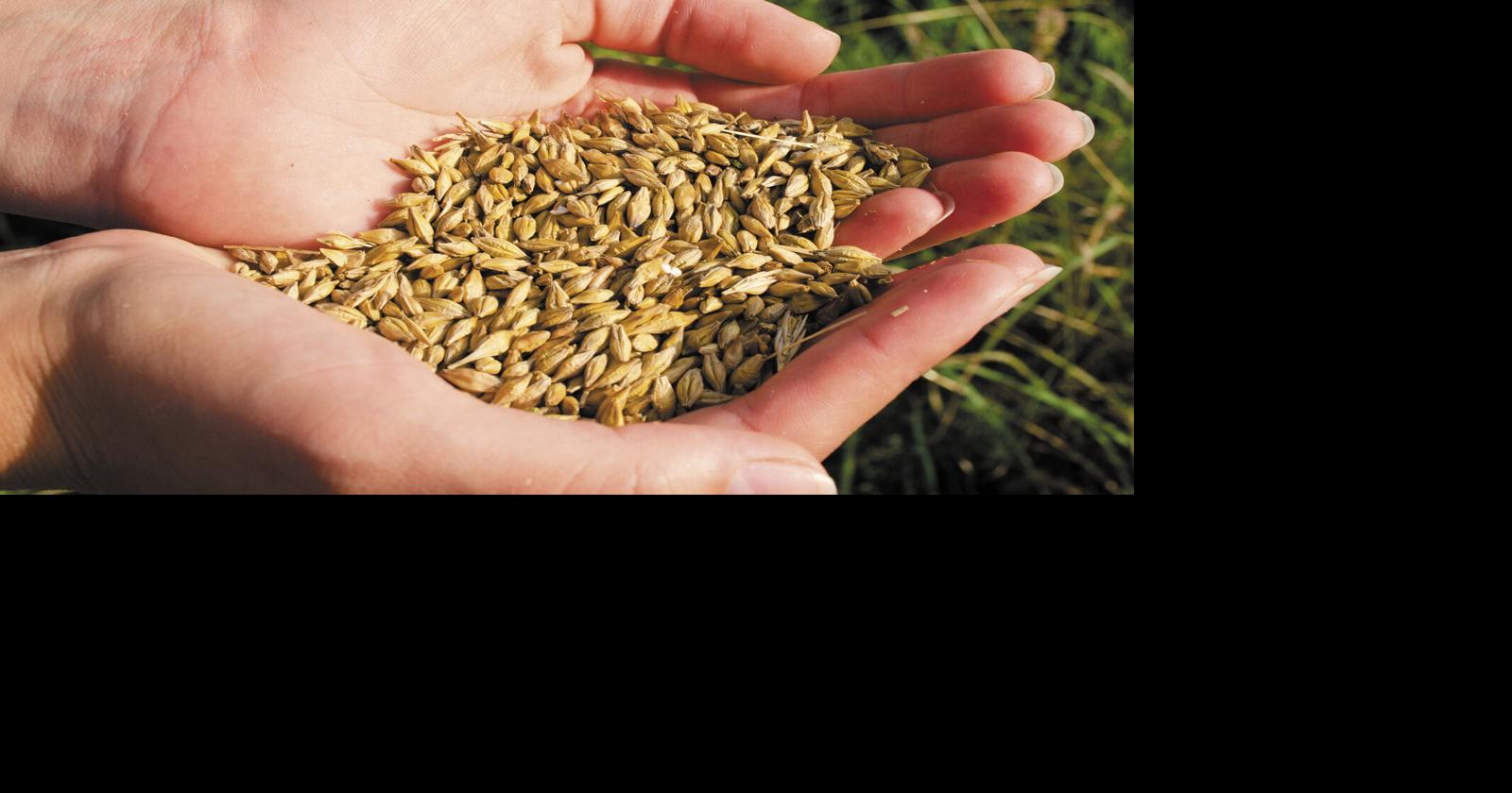 Feeding Wheat: A Good Alternative? | Feedlot Special | feedlotmagazine.com