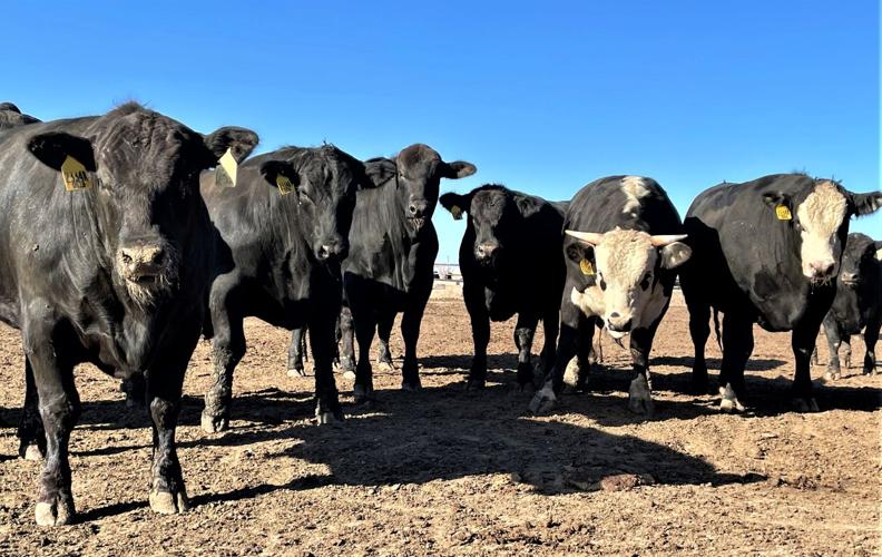 Keeping an Eye on Beef Demand | Industry News | feedlotmagazine.com