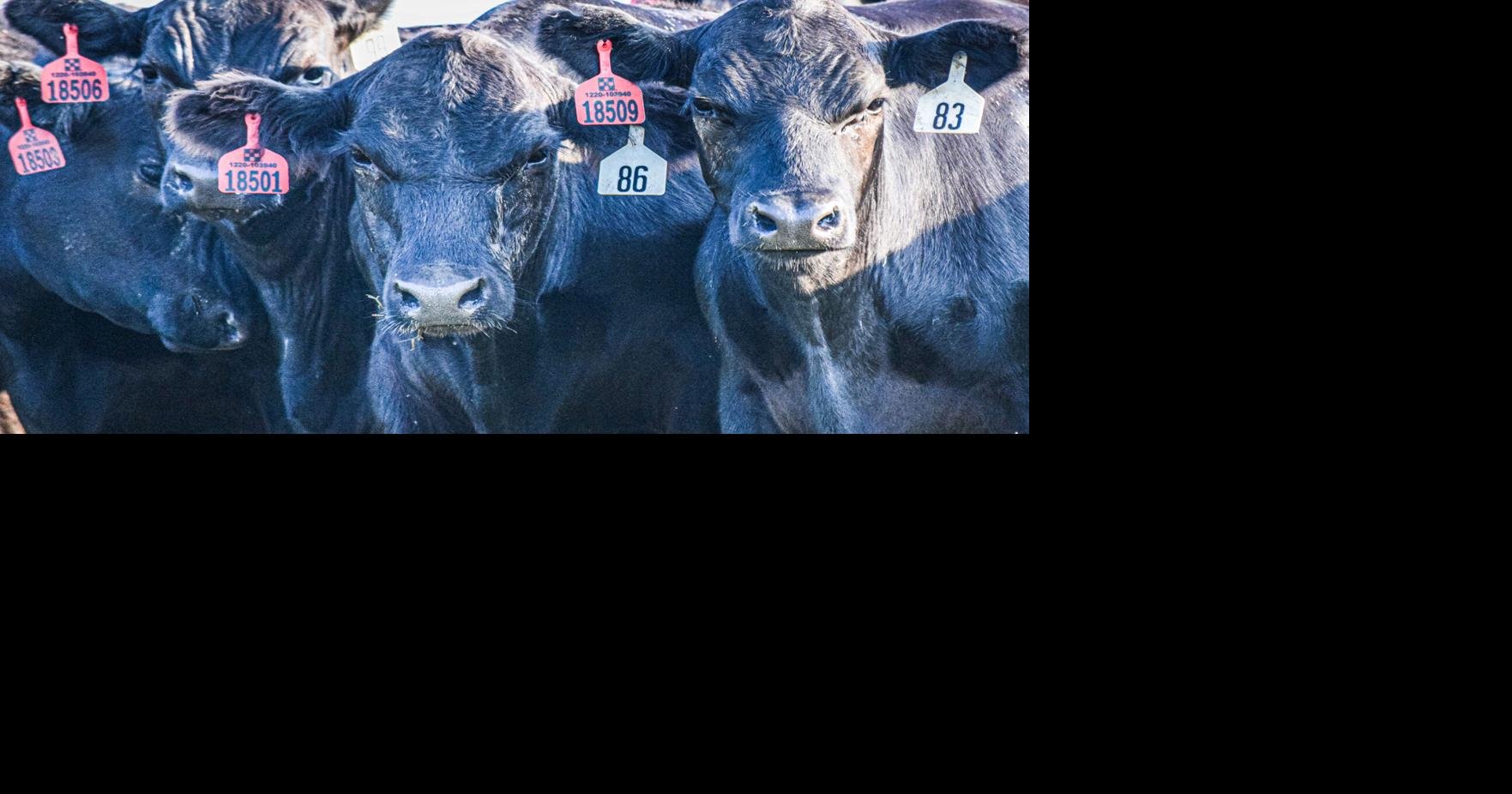 2024 Beef Cattle Market Review | Industry News | feedlotmagazine.com