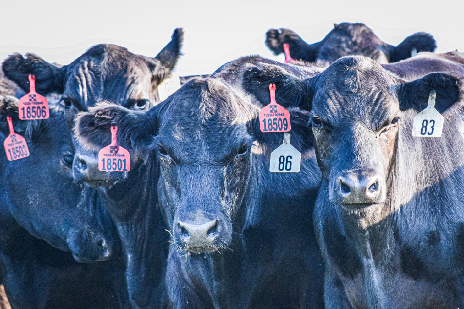 2024 Beef Cattle Market Review | Industry News | feedlotmagazine.com