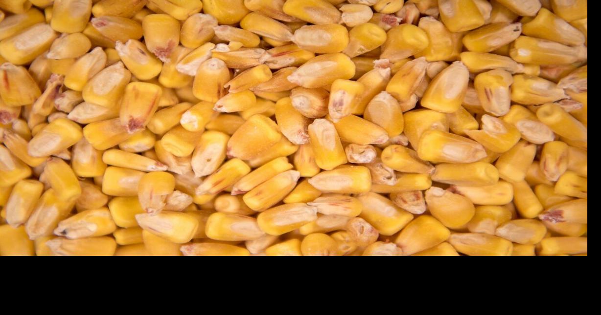 Elevating Your High Moisture Corn Management | Feedlot Special ...