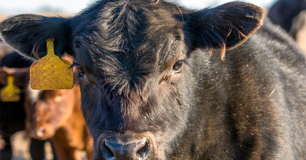 Cattle Inventory Highlights | Industry News | feedlotmagazine.com