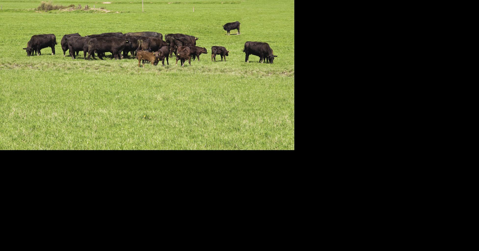 A Paradigm Change in Pest Control | Cow/Calf Corner | feedlotmagazine.com