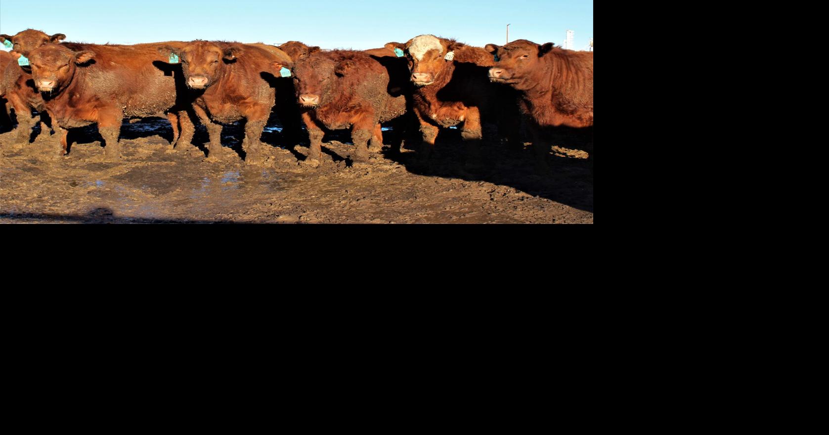 Don’t Let the Performance of Your Cattle Get Stuck In the Mud | Feedlot ...