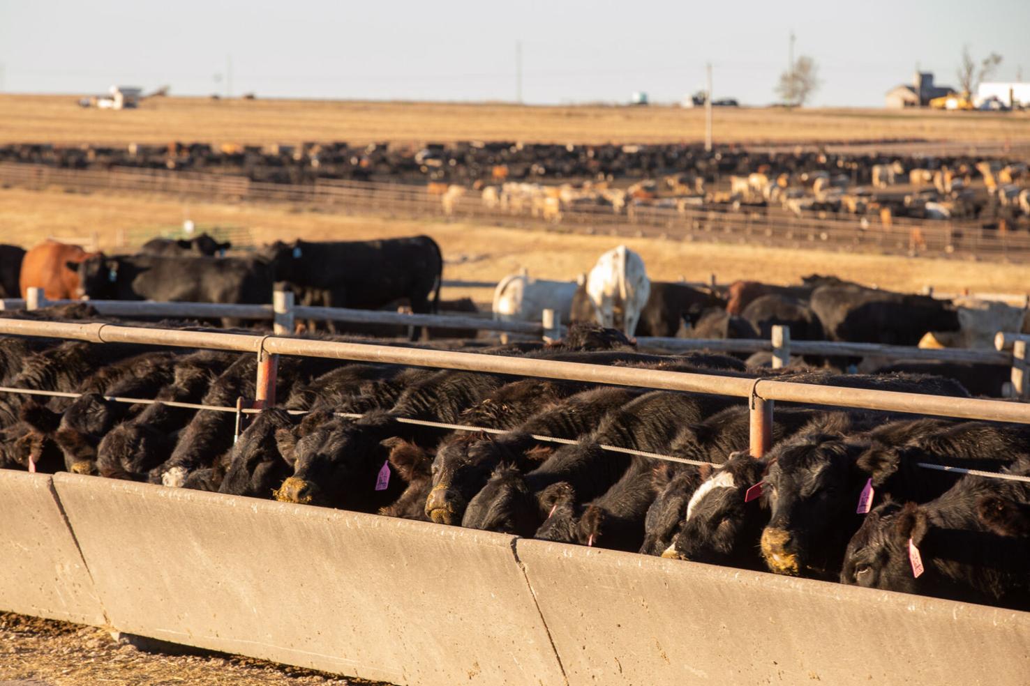 Achieving Optimal Feed Intake with Bunks | Feedlot Special ...