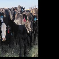 Choosing a Custom Feedlot? Do Your Homework | Cow/Calf Corner ...