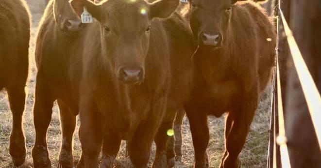 Cattle and Beef Markets Charge into 2025 | Industry News ...