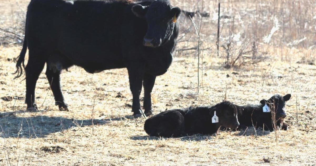 Understanding Twins | Cow/Calf Corner | feedlotmagazine.com