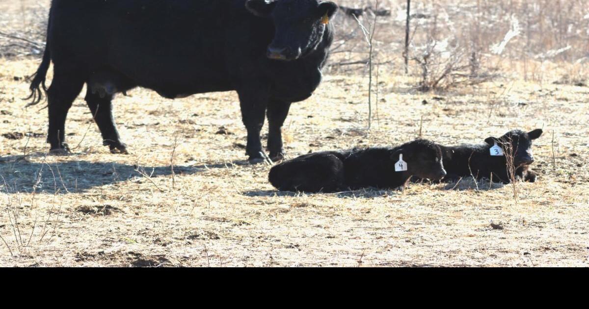 Understanding Twins | Cow/Calf Corner | feedlotmagazine.com