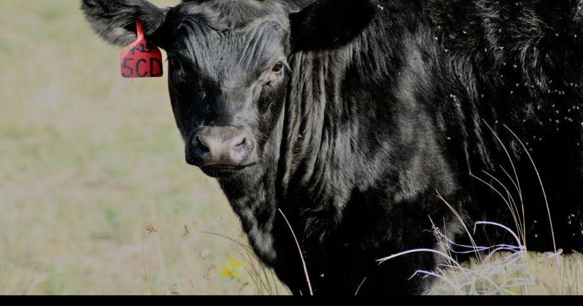 Oklahoma Cow-Calf Producers Biosecurity Survey Results | Beef News ...