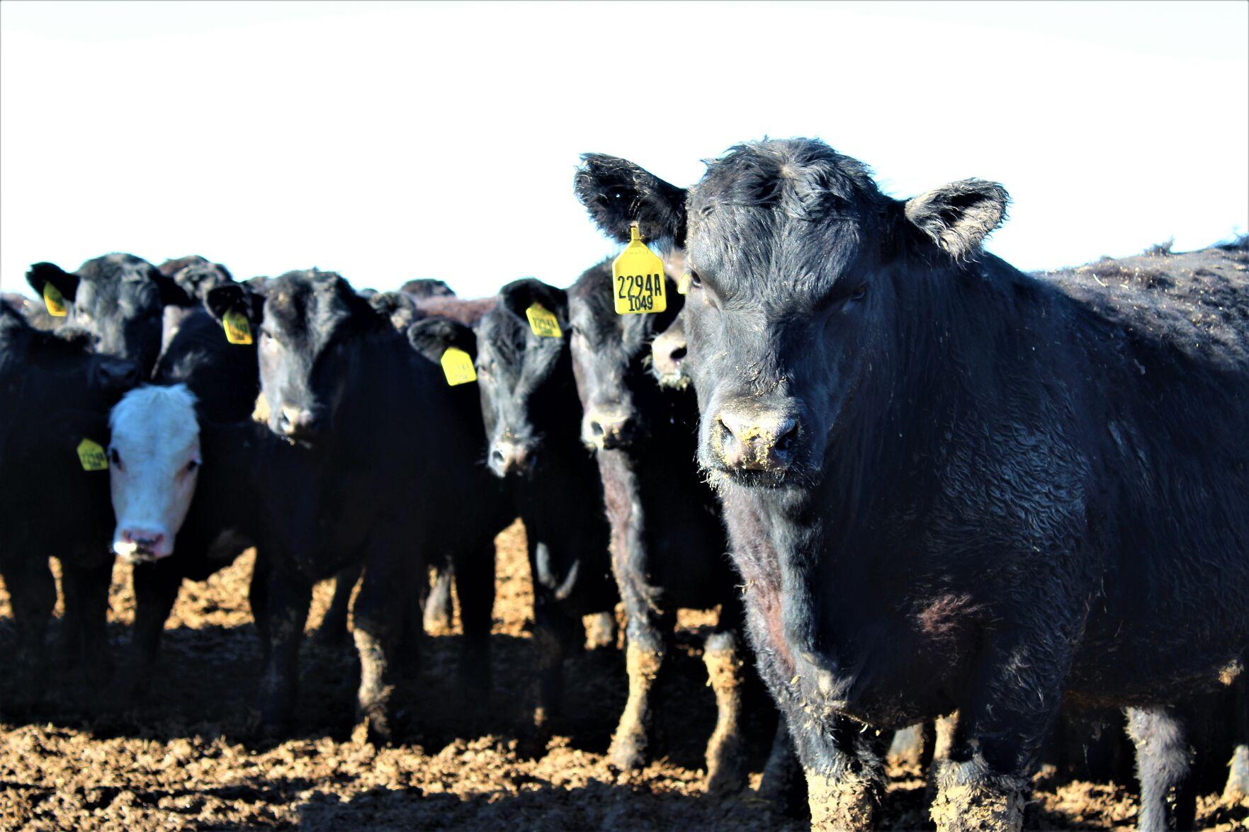 Management | feedlotmagazine.com