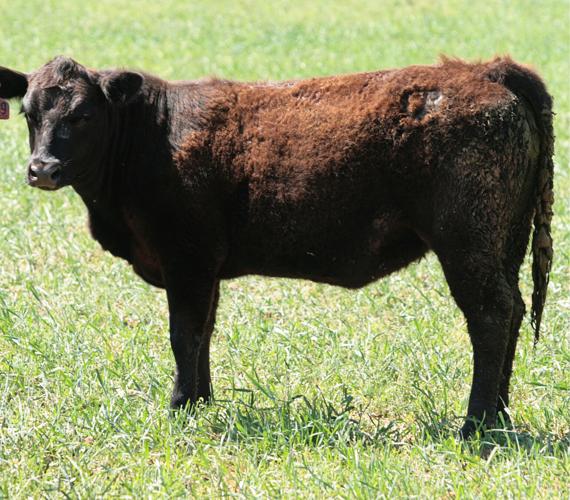 A Paradigm Change in Pest Control | Cow/Calf Corner | feedlotmagazine.com