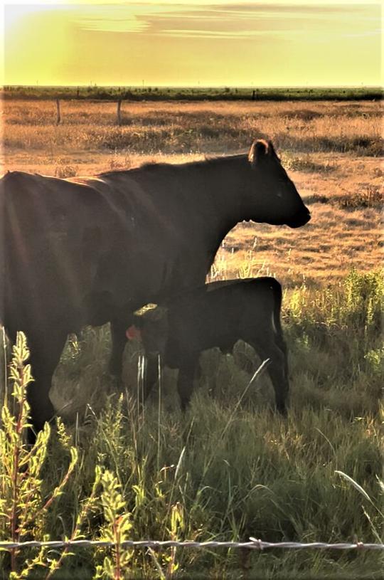 The Basics Of Body Condition Scoring And Why It’s Important | Cow/Calf ...