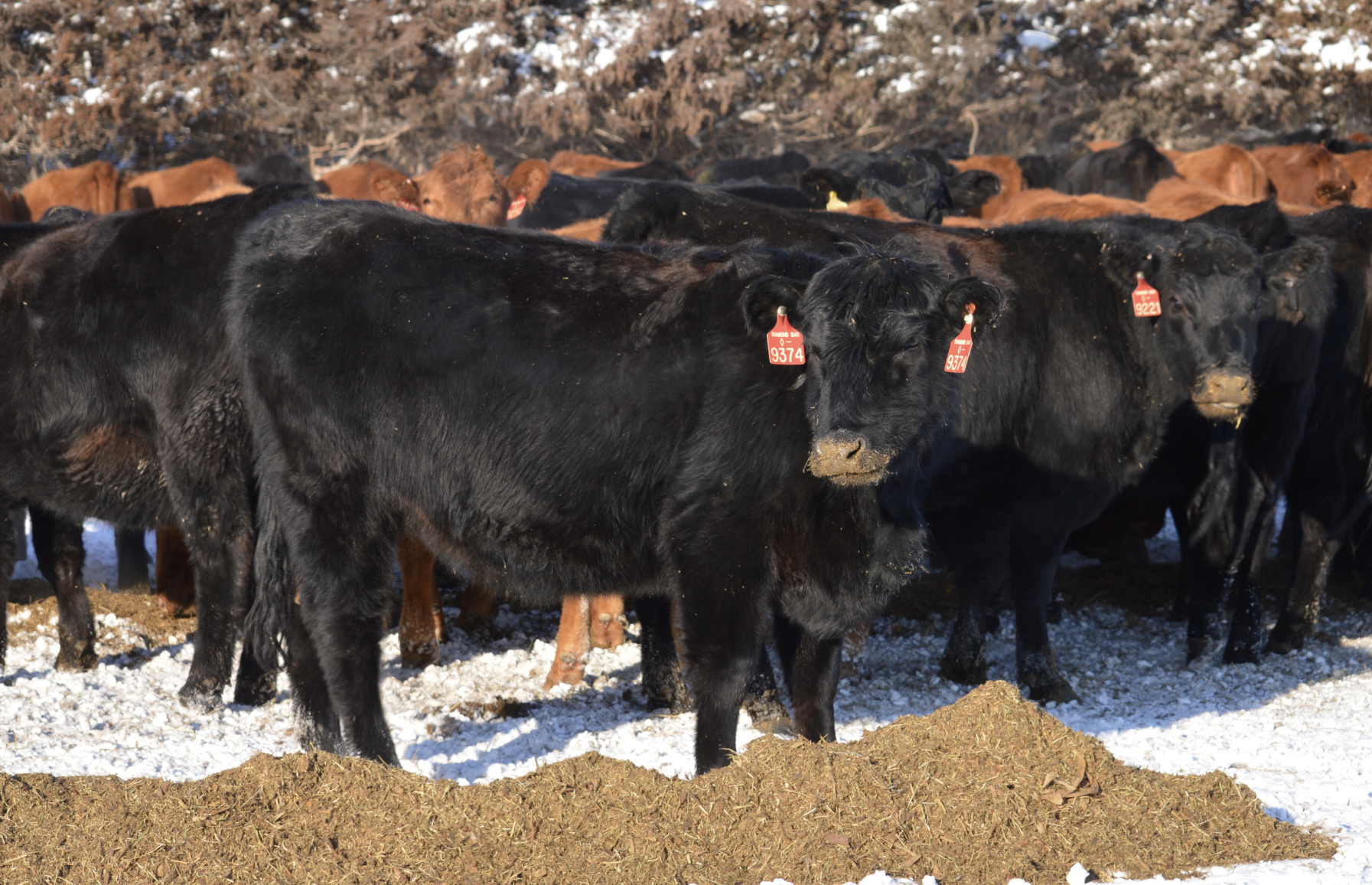 Selecting Replacement Heifers: Building a Productive Cowherd for the ...