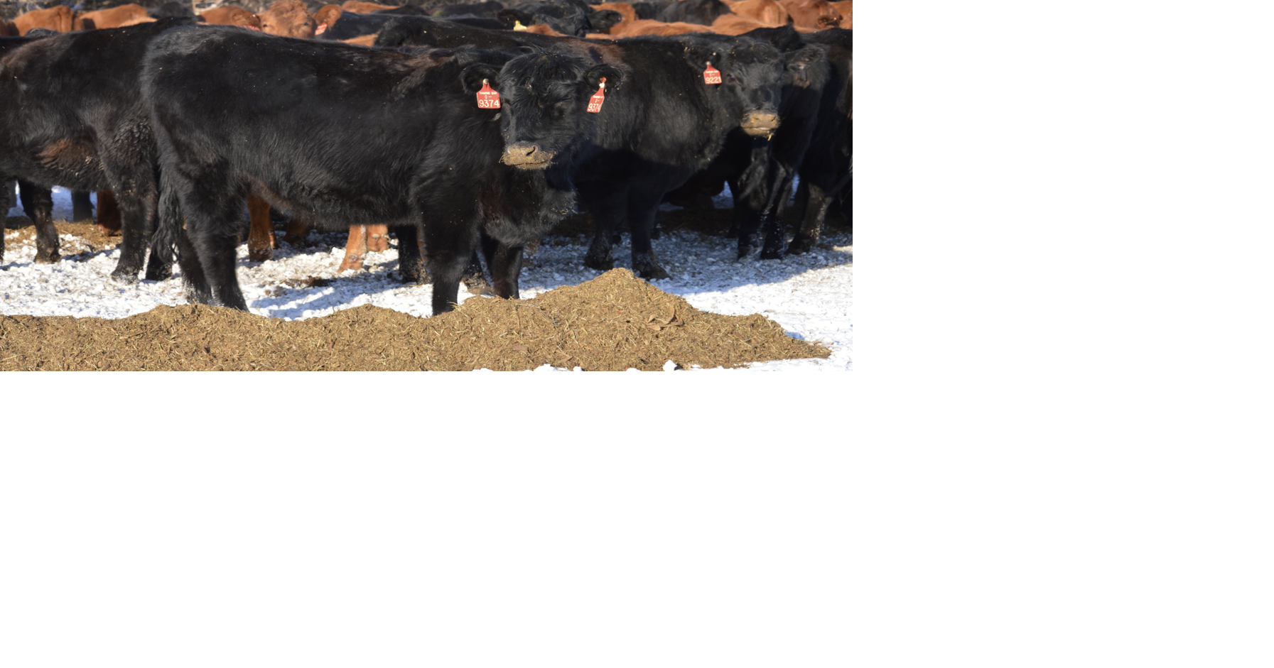 Selecting Replacement Heifers: Building a Productive Cowherd for the ...