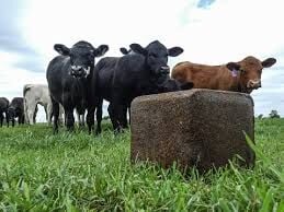 Which Color Salt Blocks is Best? | Cow/Calf Corner | feedlotmagazine.com
