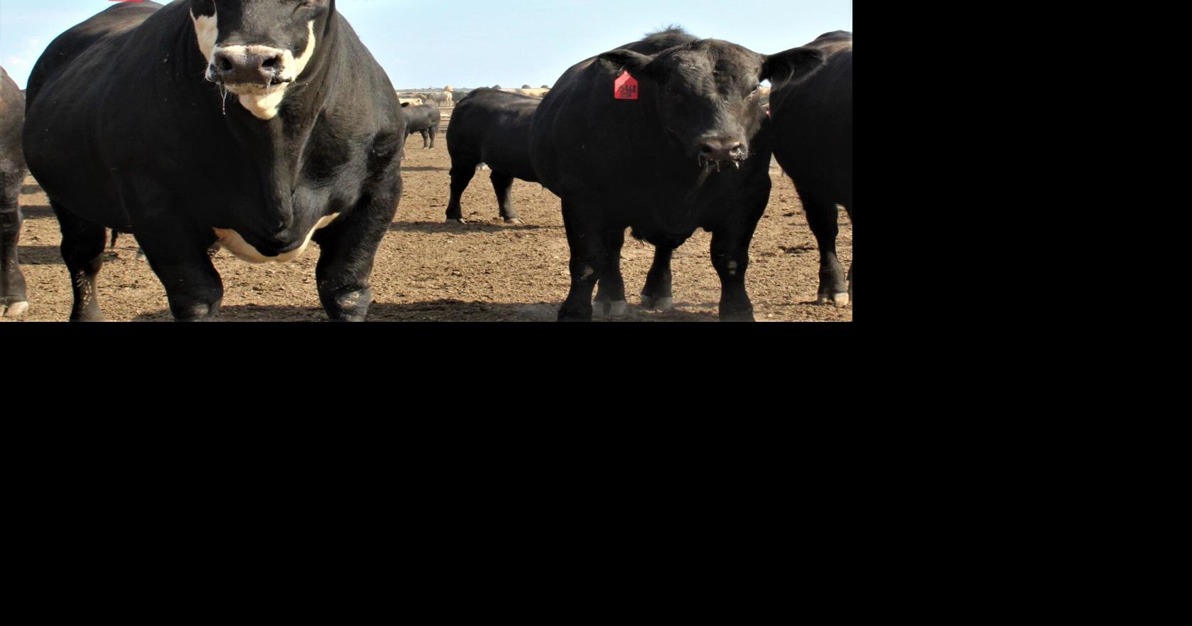 Comprehensive Boxed Beef Dips to Eight Week Low | Industry News ...