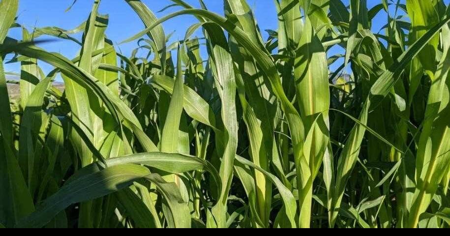 Managing Nitrates and Prussic Acid in Forages | Management ...