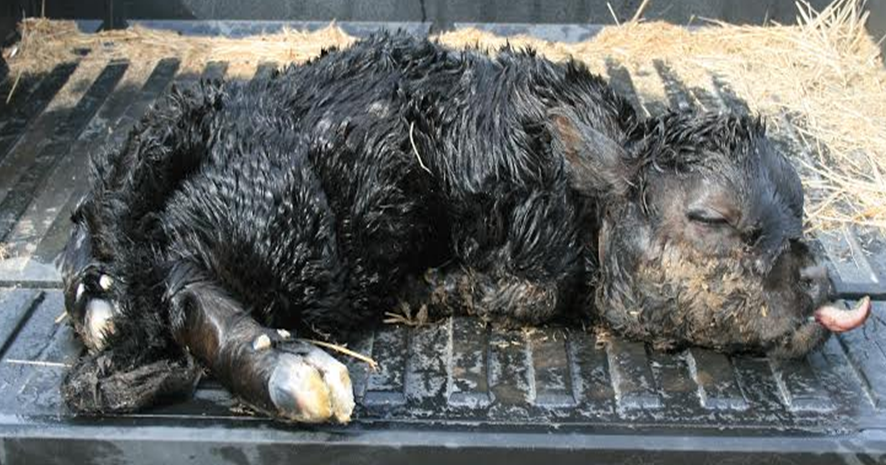 Assistance Sought in Identifying Novel, Abnormal Traits in Calves | Cow ...