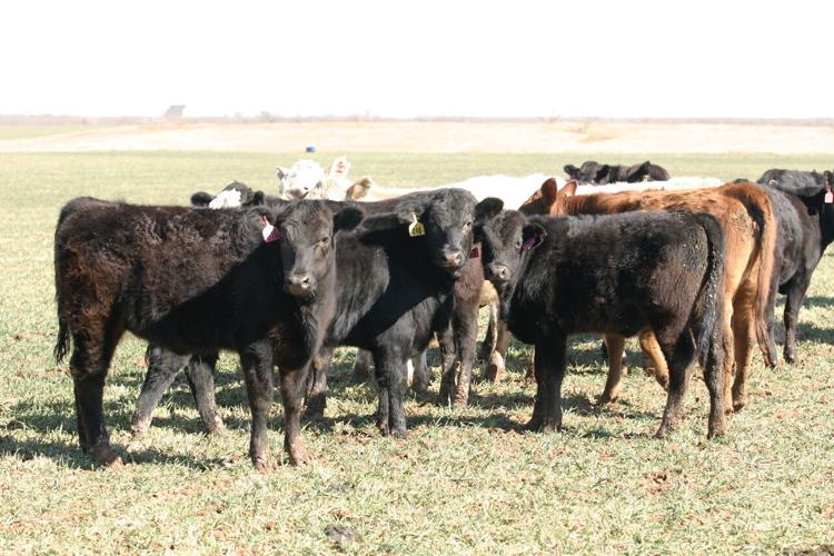 Value of Stocker Cattle | Industry News | feedlotmagazine.com